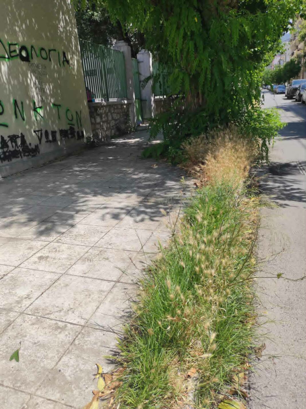 Βόλος: Μία απέραντη ζούγκλα- Πεζοδρόμια σε κακά χάλια, χορτάρια και ...