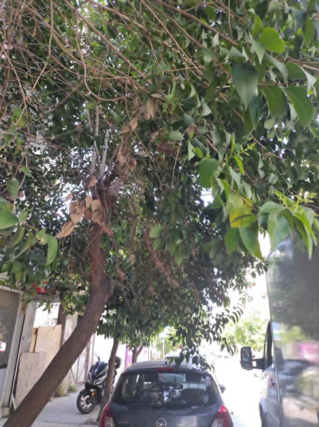 Βόλος: Μία απέραντη ζούγκλα- Πεζοδρόμια σε κακά χάλια, χορτάρια και ...